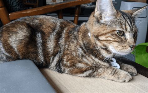 Is My Girl Rosie A Torbie Rtorbie