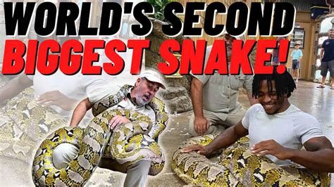 Hanging Out With Giant Reticulated Python