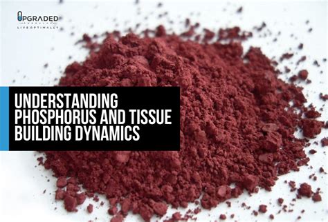Understanding Phosphorus And Tissue Building Dynamics Upgraded Formulas®
