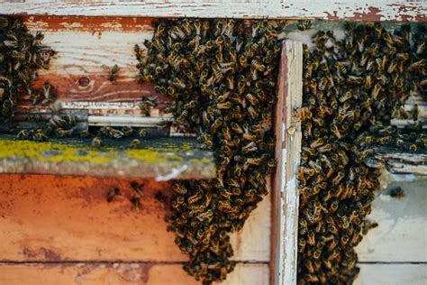 비 하이브의 프레임입니다 양 봉가 꿀 수확 비 흡연 자는 프레임 제거 하기 전에 꿀벌을 진정 하는 데 사용 됩니다 양 봉 검사 비 하이브 곤충에 대한 스톡 사진 및 기타