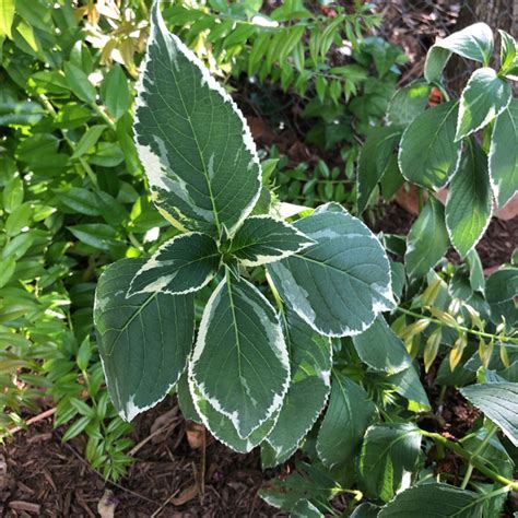 Plantsnap Identify Plants Trees Mushrooms With An App