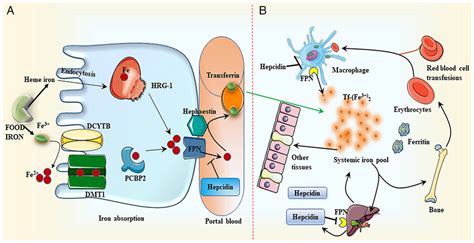 Iron Metabolism A Iron Absorption Dcytb Mediates The Conversion Of Download Scientific