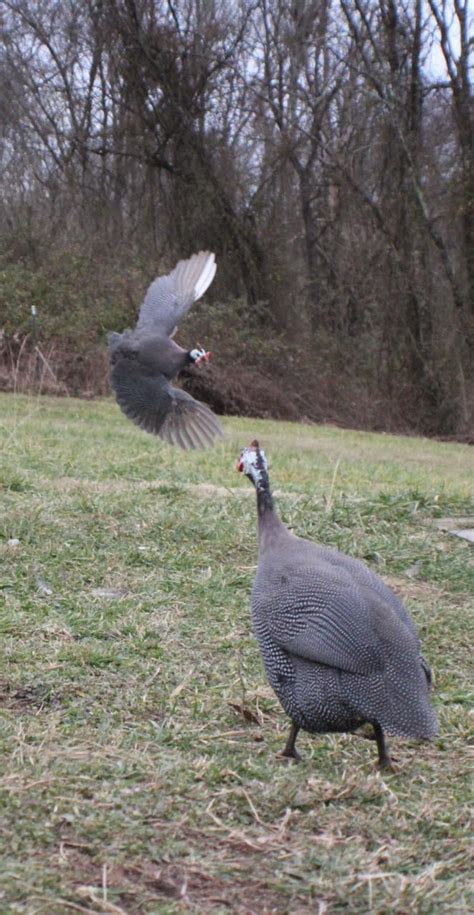 Guinea Fowl Exist On A Plane Of Reality That Intersects With That Of Humans But Never Conforms