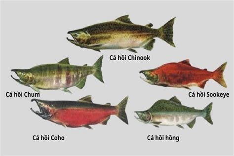 Cá Hồi Là Cá Nước Mặn Hay Nước Ngọt
