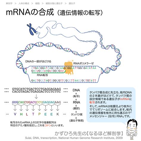 かずひろ先生 なるほど解剖学 On Twitter 【遺伝情報の転写（mrnaの合成） 】 タンパク質合成に先立ち、核内dnaの2本鎖が