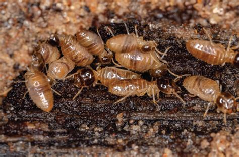 Pest Control For Condominiums And Estates Eminent Pest Control
