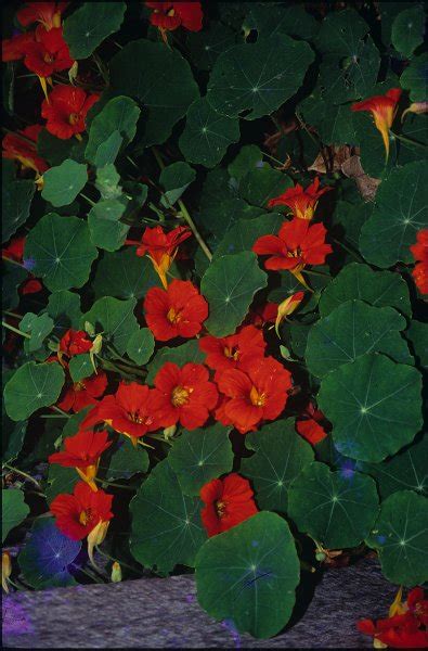 Promise Of Realisation Spiritual Meaning Of Flower