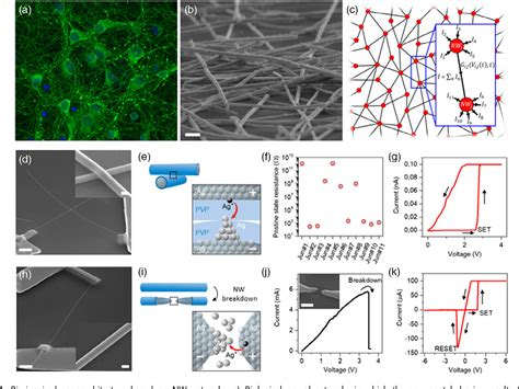 Figure 1 From Brain‐inspired Structural Plasticity Through Reweighting