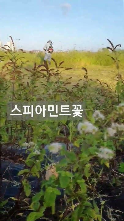 스피아민트 꽃이 활짝 피고 지고 씨앗이 맺혔다향기롭고 비염 진정 진통작용 효과짱 허브 스피아민트 꽃이 지고 씨앗 맺히니 우리네 인생과 같구나 Youtube