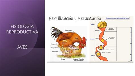 Sistema Reproductivo De Aves Macho Mi Tienduca