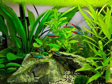 How To Set Up Tetra Aquarium At Albert Jarman Blog