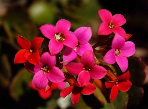 ბათუმის ბათუმის ბოტანიკური ბაღი Batumi Botanical Garden