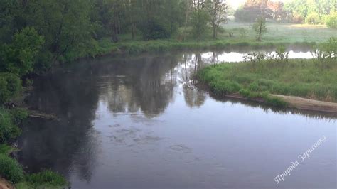 НЕЖНОЕ УТРО НА РЕКЕ с Красивой Природой в Лесной Чаще с Пением Птиц и ЗВУКАМИ ПРИРОДЫ на Реке