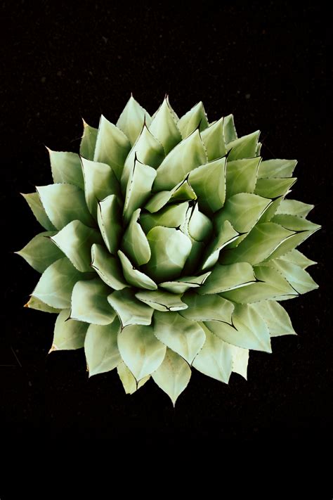 คลังภาพถ่ายฟรีของ ความคมชัด ต้นไม้ พืชสีเขียวเข้ม พื้นหลัง พื้นหลังสีเขียว มืด วอลล์เป