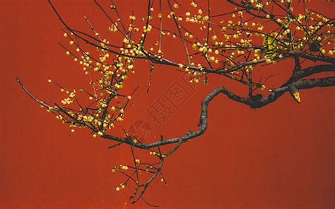 南京雨花台梅岗春天的梅花高清图片下载 正版图片507695836 摄图网
