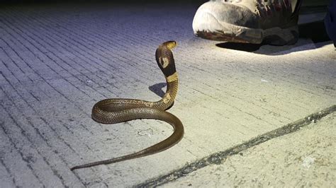 งูเห่าไทยตัวน้อย แต่พิษรุนแรงถึงชีวิต ที่มากันเป็นกองทัพ แถมมีออปชั่นพิเศษด้วย ส่วนหนึ่งใน