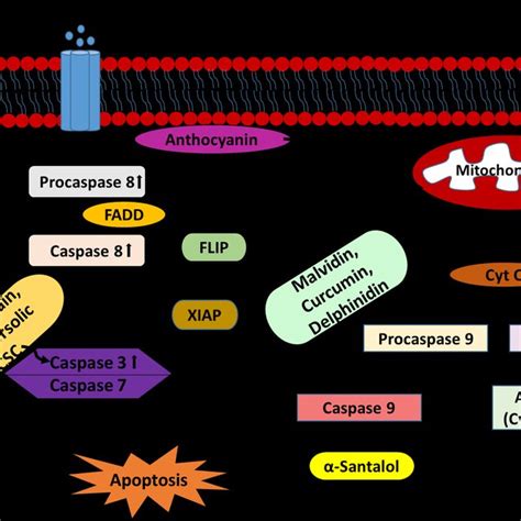 Initiation Phase Of Apoptosis And Their Regulation By Plant