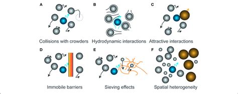 Schematic Representation Of Factors That Affect Protein Diffusion Download Scientific Diagram