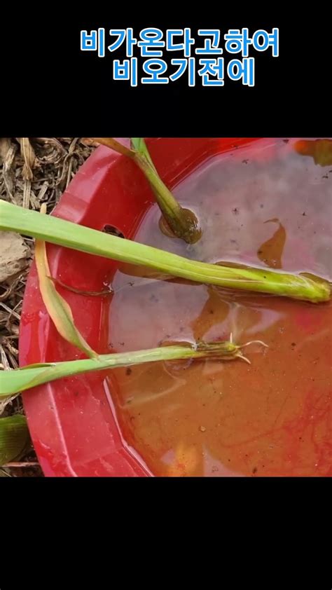 2024526 주말농장 비오기전 옮겨심기 옥수수옆순뿌리 시금치파종 Youtube