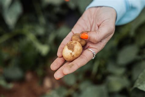 Polopo Targets Snack Market With High Protein Potatoes For Next Gen