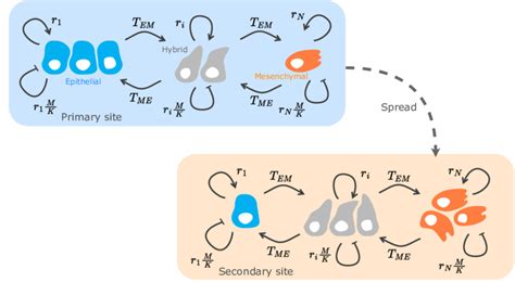 Model Structure Capturing Phenotypic Heterogeneity At The Primary And
