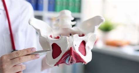 An Anatomical Model Of The Pelvis That Includes Detailed Musculature For Educational Purposes