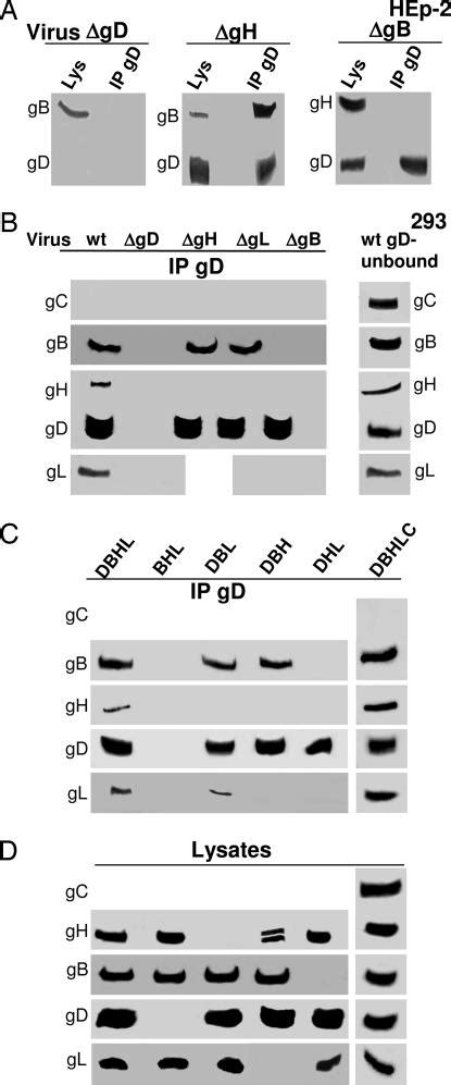 The Herpesvirus Glycoproteins B And H L Are Sequentially Recruited To The Receptor Bound GD To