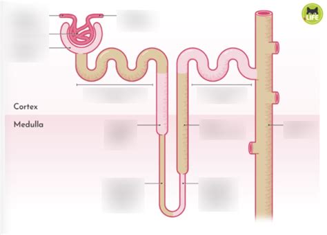 Nephron Loop Diagram Quizlet