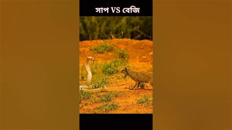 সাপ এবং বেজির শত্রুতা অনেক পুরোনো Snack Vs Mungus Fight সর্প গন্ধা গাছের ব্যবহার Youtube