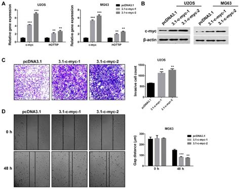 Overexpression Of C Myc Promotes Osteosarcoma Cell Invasion And Download Scientific Diagram