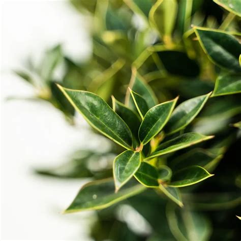 Carissa Holly Bushes For Sale The Tree Center
