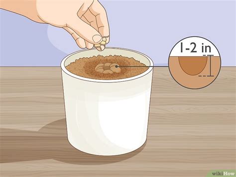 How To Grow Lima Beans Guide For Planting And Harvesting