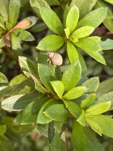 Two banded Japanese Weevil from 中吉田 静岡市駿河区 静岡県 JP on September 10