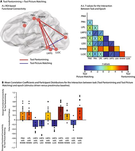 Interaction Between Epoch And Task For Functional Connectivity For Tool Download Scientific