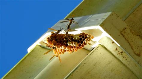 How To Keep Bees And Wasps From Nesting Too Near Your Home