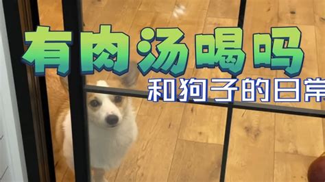有我一口肉吃就有狗子一口汤喝。下班后和狗子的日常分享。 Youtube