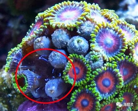 来自广袤海洋的瑰丽毒花——纽扣珊瑚 每日头条