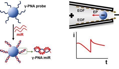 Nanopore Based Biosensor Yuqian Zhang张玉倩