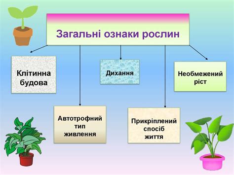 Квіткова рослина Тема 3 презентация онлайн