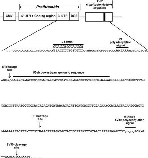 Schematic Representation And Nucleotide Sequence Of Pro Open I