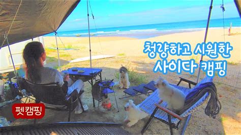 동해바다 해변 노지캠핑 수영하는犬강아지4마리레이차박솔로캠핑반려견동반차박노지캠핑다견캠핑 Youtube