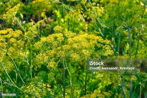 채소 밭에 딜의 노란색 꽃을 닫습니다 회 향 우산 자연 배경 0명에 대한 스톡 사진 및 기타 이미지 0명 개화 건강한 식생활 Istock