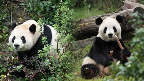 China To Send Two Pandas To Us Highlighting Bridge Of Friendship Cgtn
