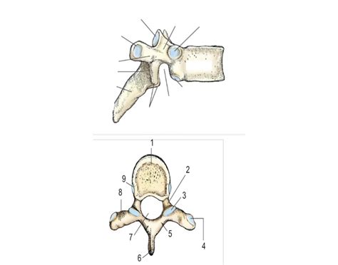 Anatomy Of A Typical Thoracic Vertebra Quiz