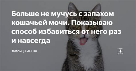 Больше не мучусь с запахом кошачьей мочи. Показываю способ избавиться ...