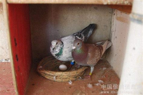 鸽子孵化过程图 图库 五毛网
