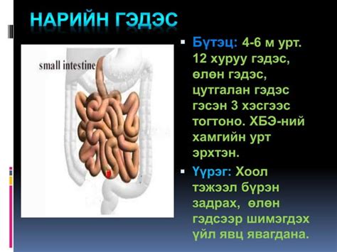 хоол боловсруулах Pptx