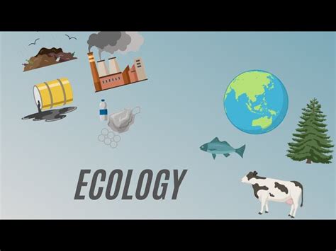 Ecosystem Definition Importance Structure Functions And OFF