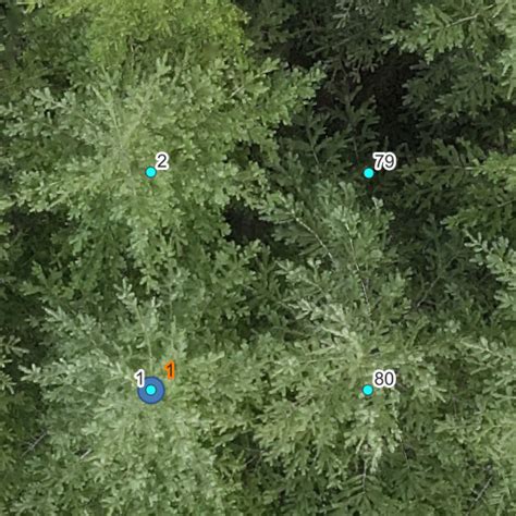 Chapter 8 Georeferencing Plot Trees Guidelines And Procedures For Drone Based Phenotyping In