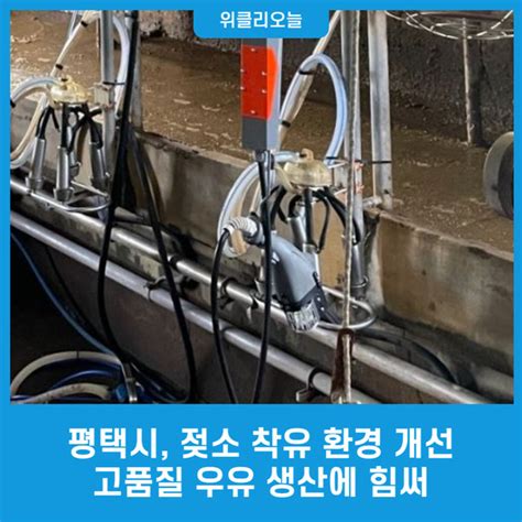 평택시 젖소 착유 환경 개선으로 고품질 우유 생산에 힘써